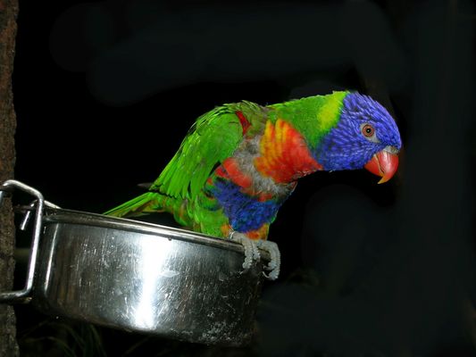 Papageien Bilder & Fotos