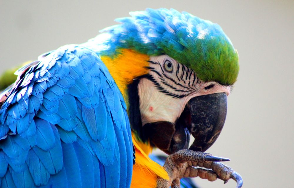 Papagei Foto & Bild | animals, zoos, parks & falconries, birds Bilder ...