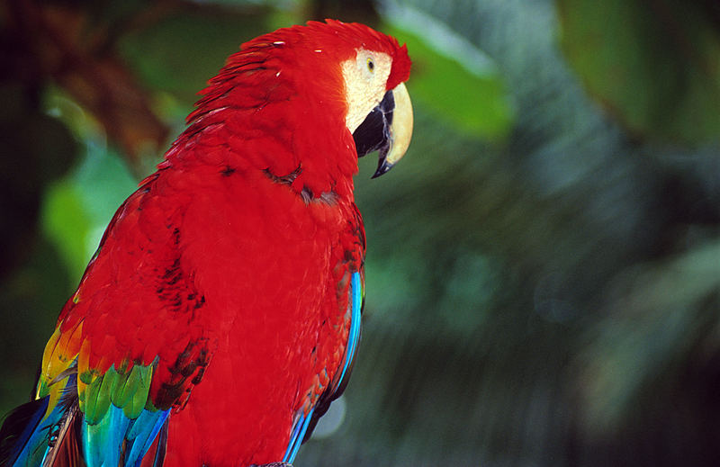 Papagei Foto & Bild | tiere, natur Bilder auf fotocommunity