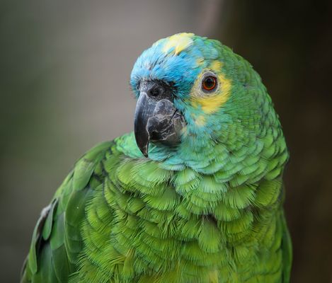 Papageien Bilder & Fotos