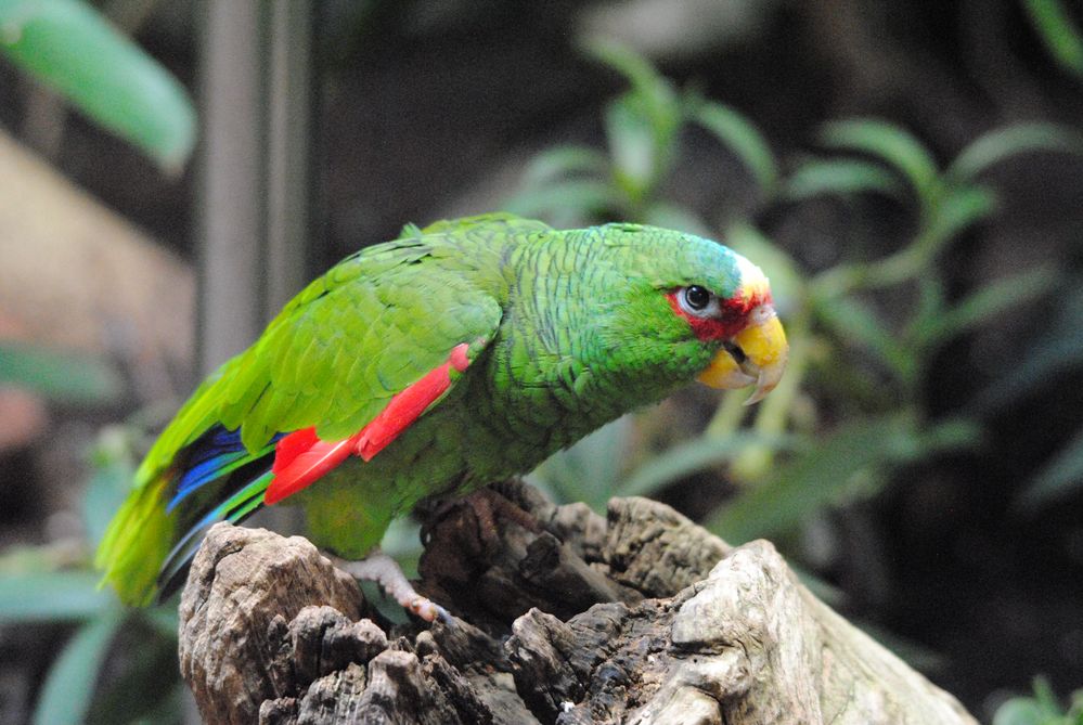 Papagei Foto & Bild | tiere, zoo, wildpark & falknerei, vögel Bilder ...
