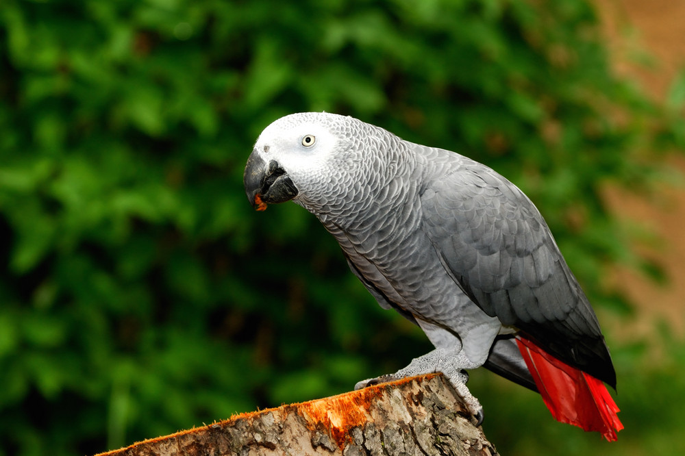 Papagei ( Graupapagei ) Foto & Bild | tiere, zoo, wildpark & falknerei ...