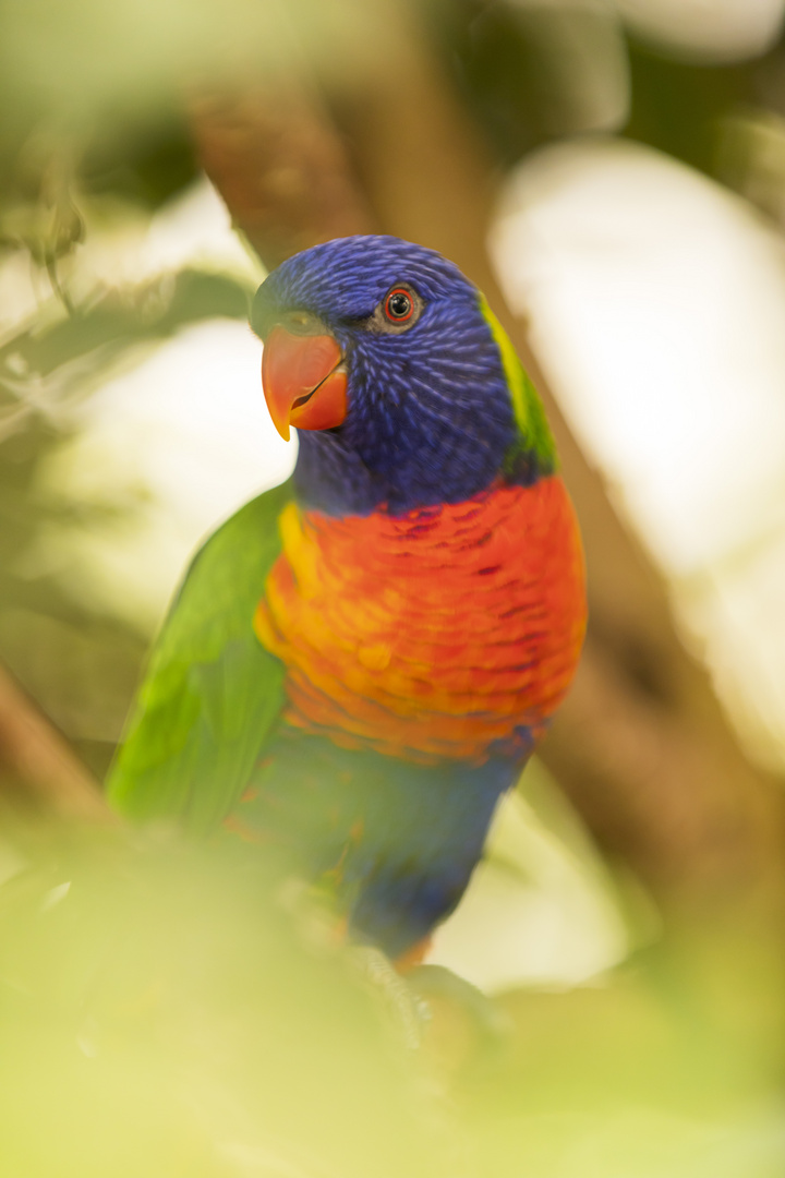 Papagei Portrait 2 Foto & Bild | tiere, zoo, wildpark & falknerei ...