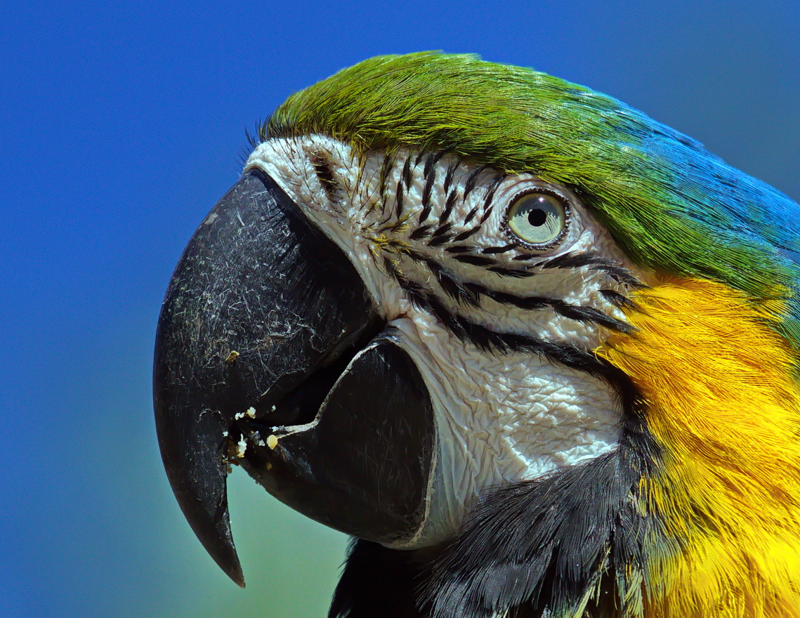 Papagei-Portrait Foto & Bild | tiere, zoo, wildpark & falknerei, vögel ...