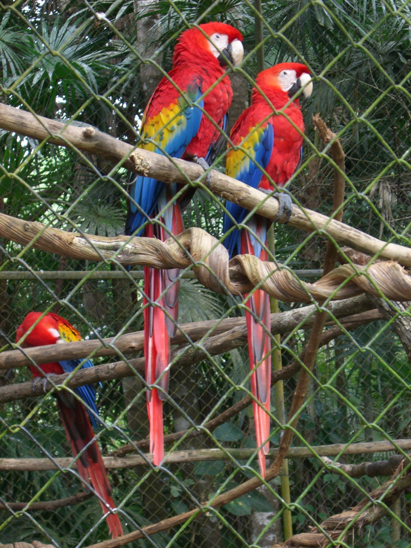 Papageien im Zoo von Roatan Honduras Foto & Bild | tiere, zoo, wildpark ...