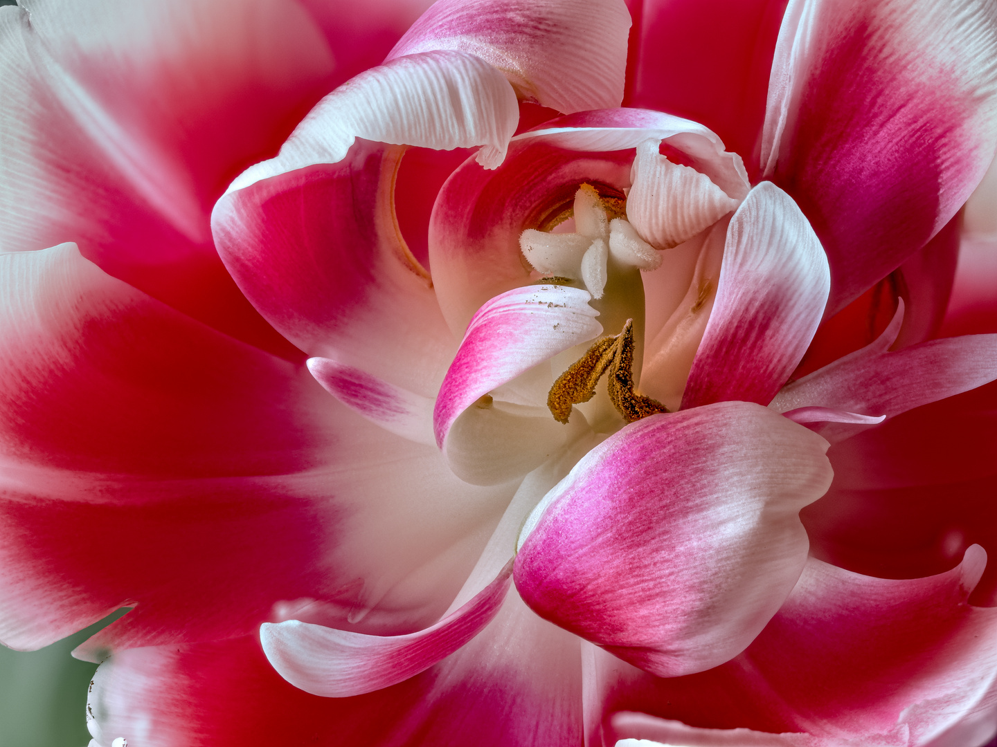 Papageien-Tulpe Foto & Bild | spezial, makro, tulpen Bilder auf fotocommunity