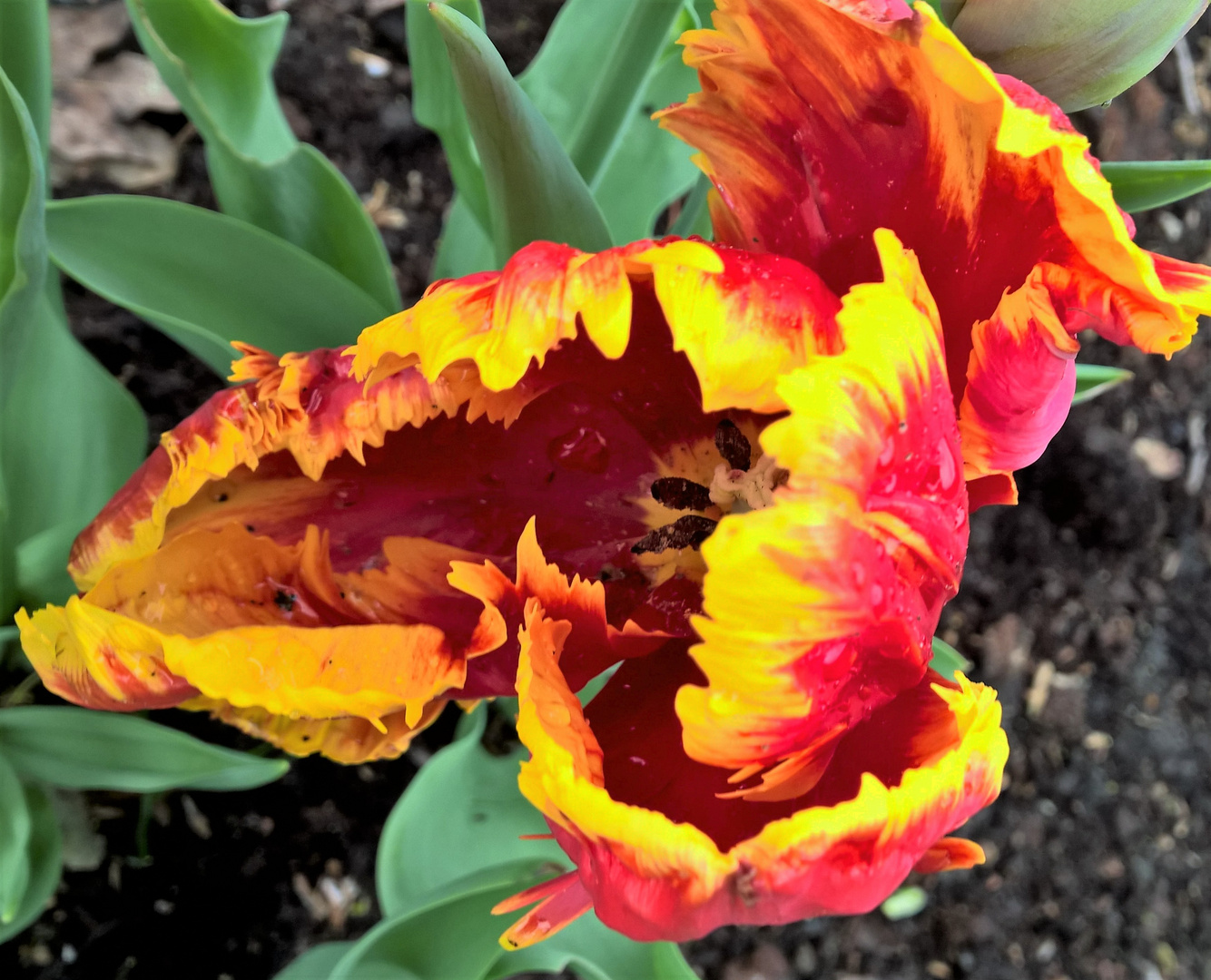 Papageientulpe Foto & Bild | pflanzen, pilze & flechten, blüten- & kleinpflanzen, tulpen Bilder ...