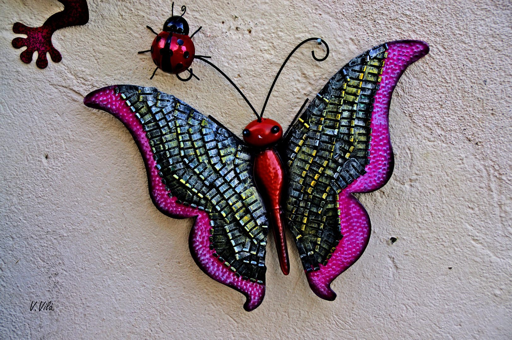 Papallona Imagen & Foto | naturaleza muerta, motivos Fotos de fotocommunity