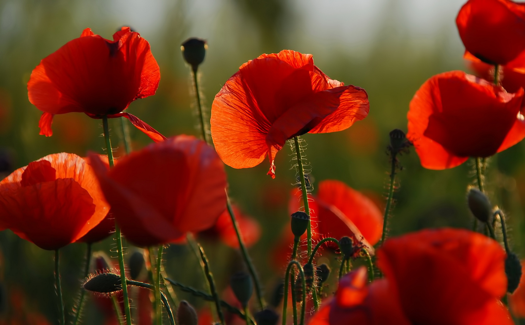 °Papaver° Foto & Bild | fotos, natur, mohn Bilder auf fotocommunity