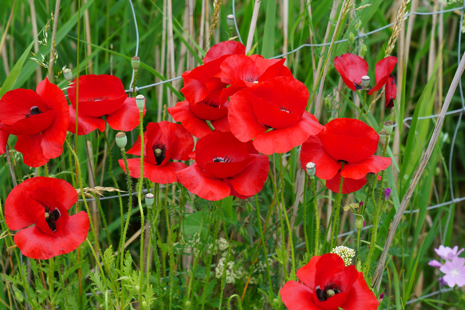 Papaver rhoeas - Klatschmohn Foto & Bild | pflanzen, pilze & flechten ...