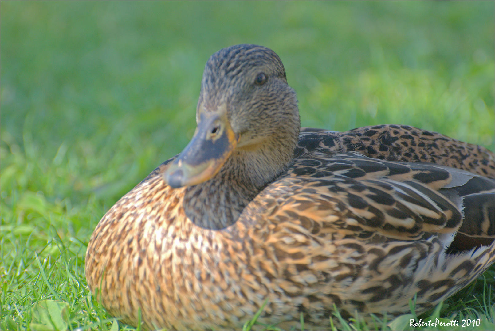 Papera Foto % Immagini| animali, uccelli allo stato libero, animali ...