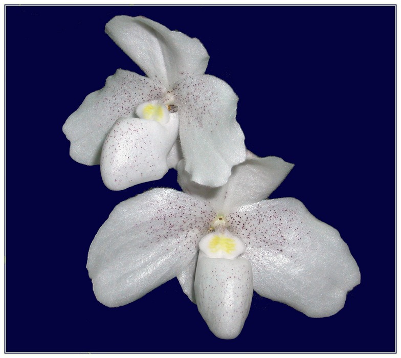 Paphiopedilum 'Niveum' Foto & Bild | pflanzen, pilze & flechten, blüten ...