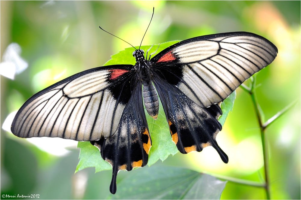 Papilia-polytes Foto % Immagini| macro e close up, macro di insetti ...