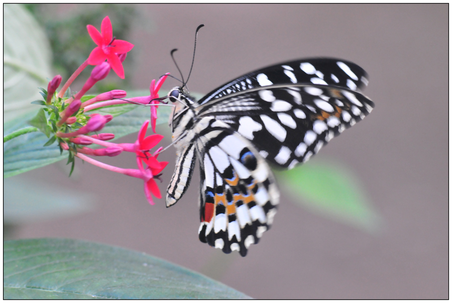 Papilio demoleus photo et image | macro nature, macro insectes ...