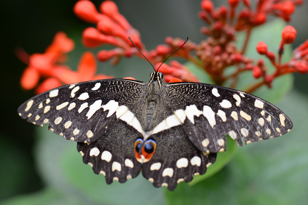 Papilio demoleus photo et image | animaux, zoo et animaux en captivité ...
