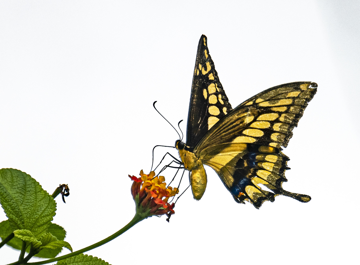 Papilio Homothoas Foto & Bild | natur, schmetterling, insekten Bilder ... Papilio Homothoas Foto & Bild | natur, schmetterling, insekten Bilder ...