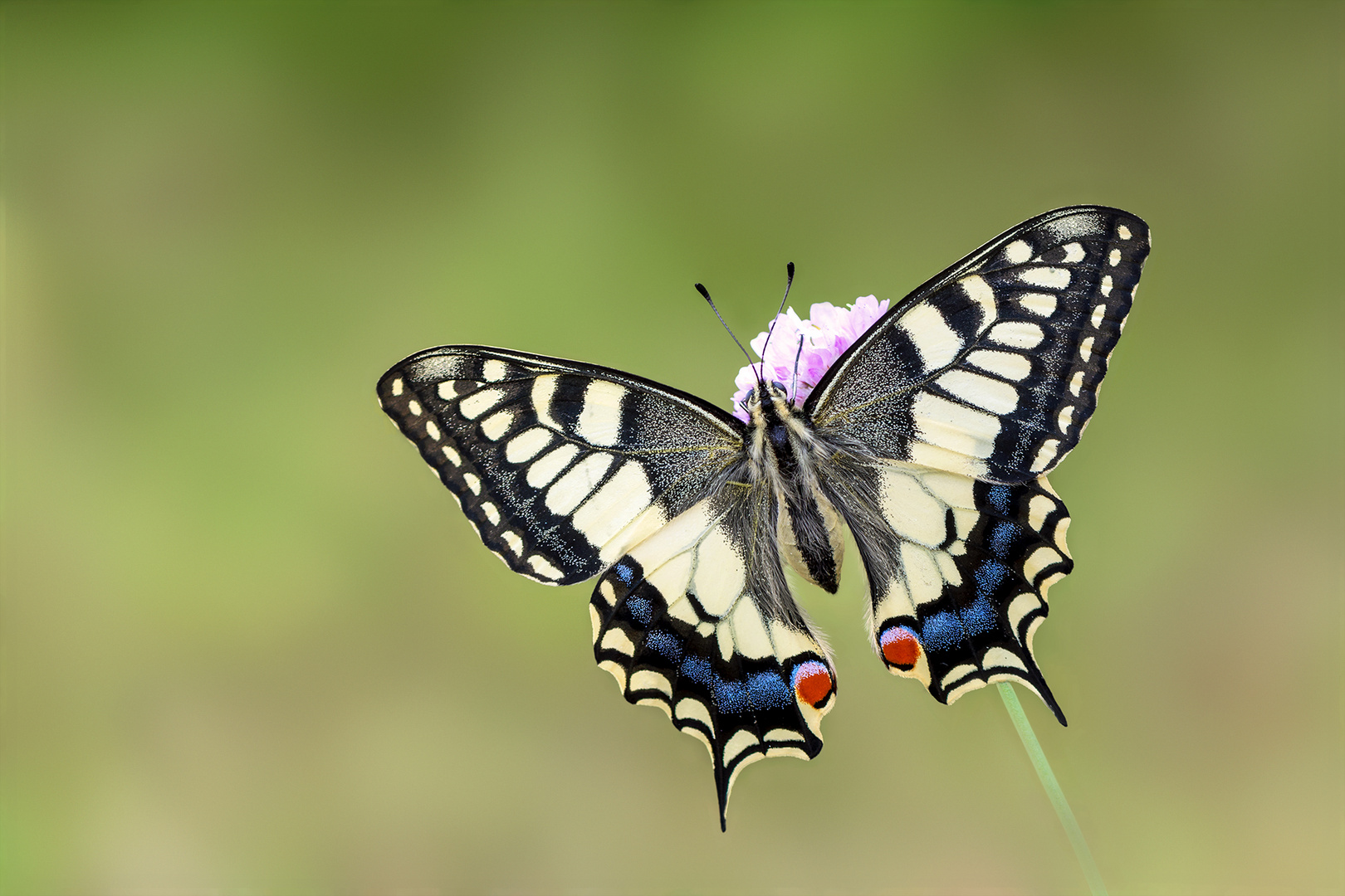 Papilio machaon Foto & Bild | makro, natur, insekten Bilder auf ...