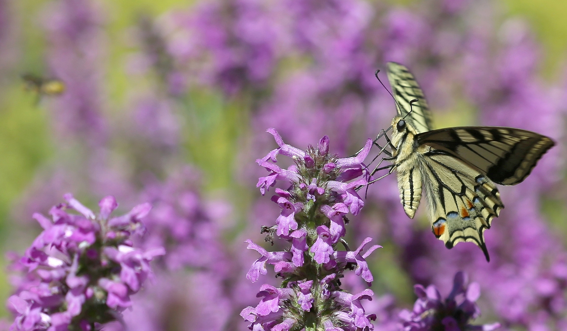 Papilio machaon Foto & Bild | sommer, makro, natur Bilder auf fotocommunity Papilio machaon Foto & Bild | sommer, makro, natur Bilder auf fotocommunity