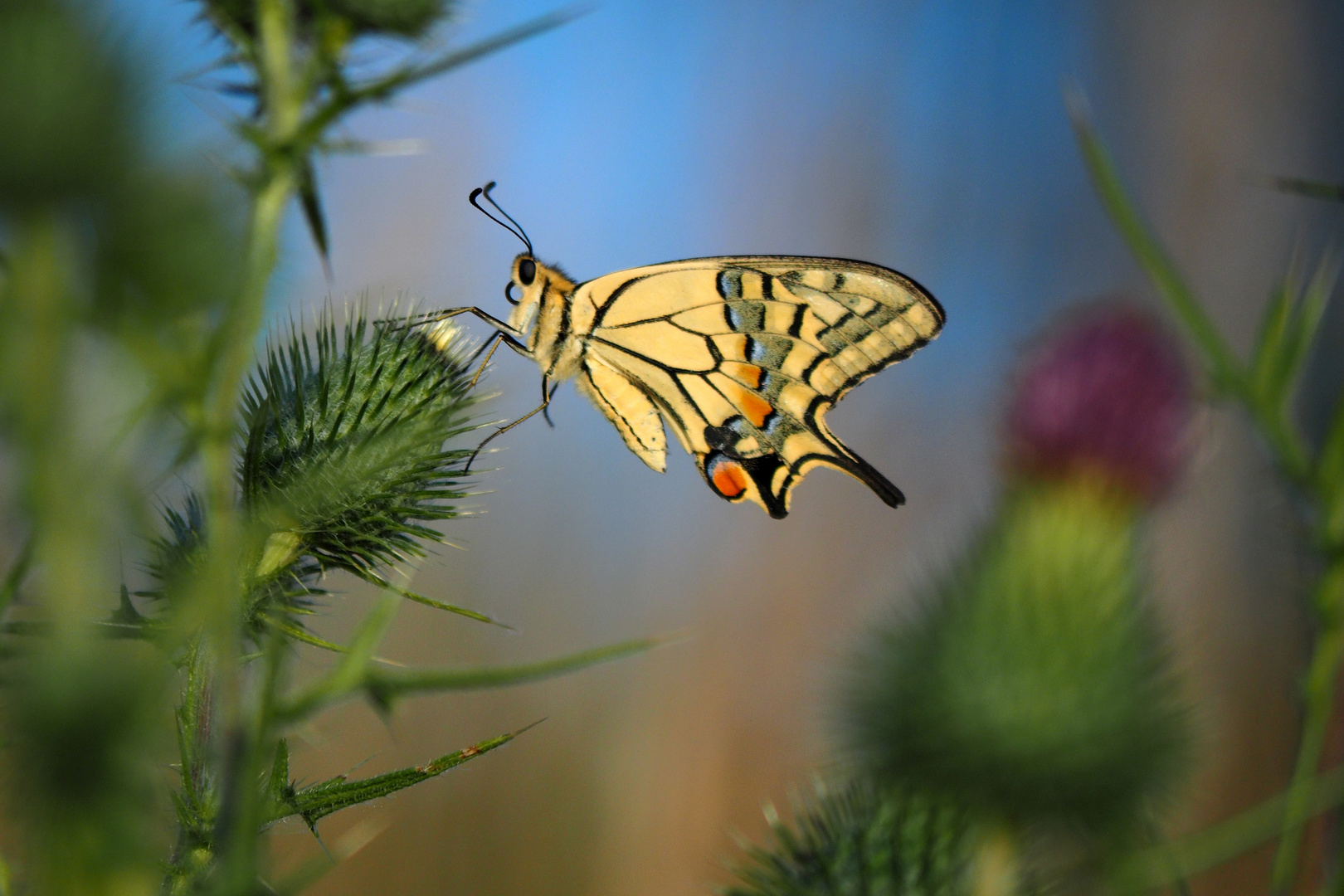 Papilio machaon Foto & Bild | makro, natur, schmetterling Bilder auf ... Papilio machaon Foto & Bild | makro, natur, schmetterling Bilder auf ...