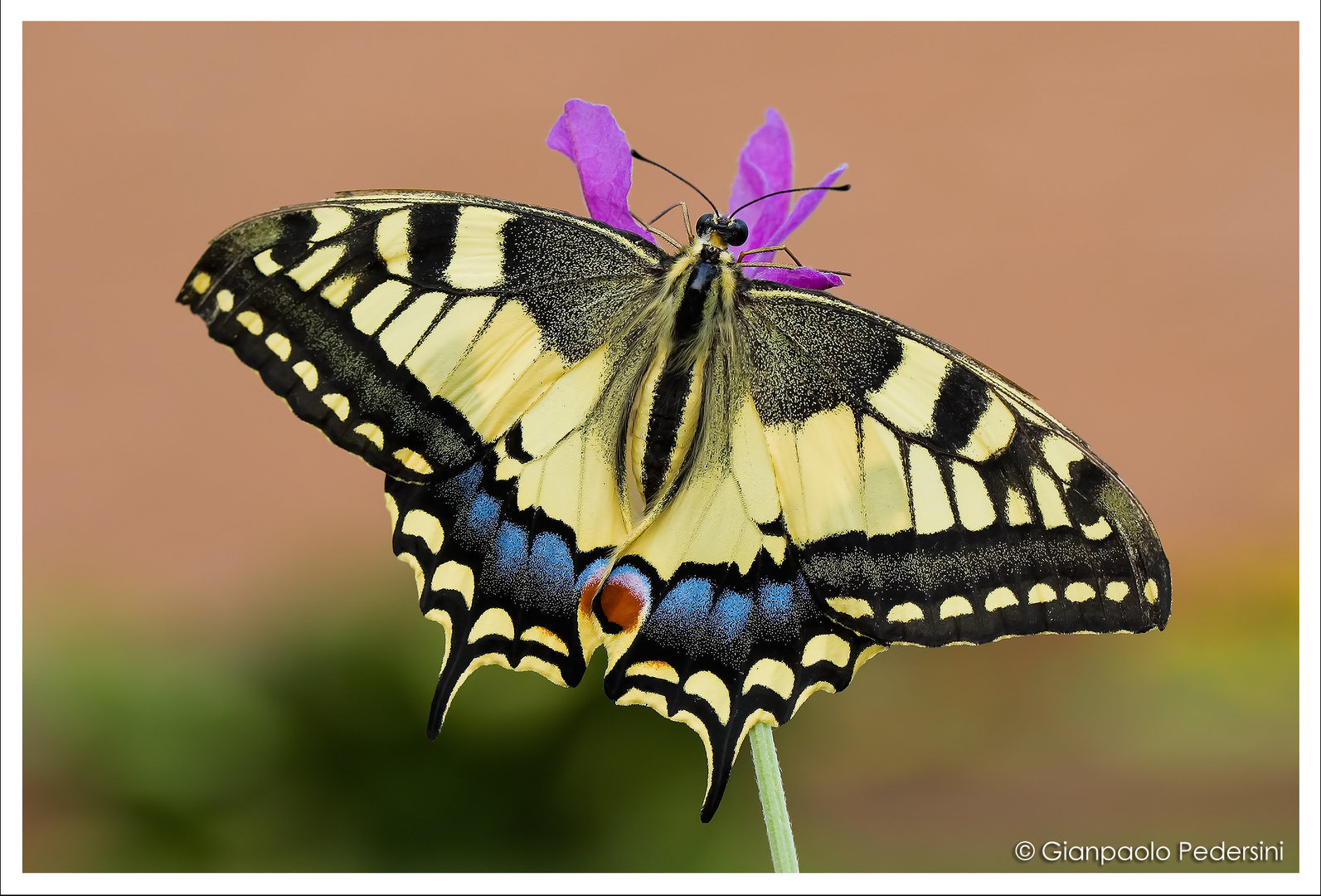Papilio machaon Foto % Immagini| macro e close up, macro di insetti ...