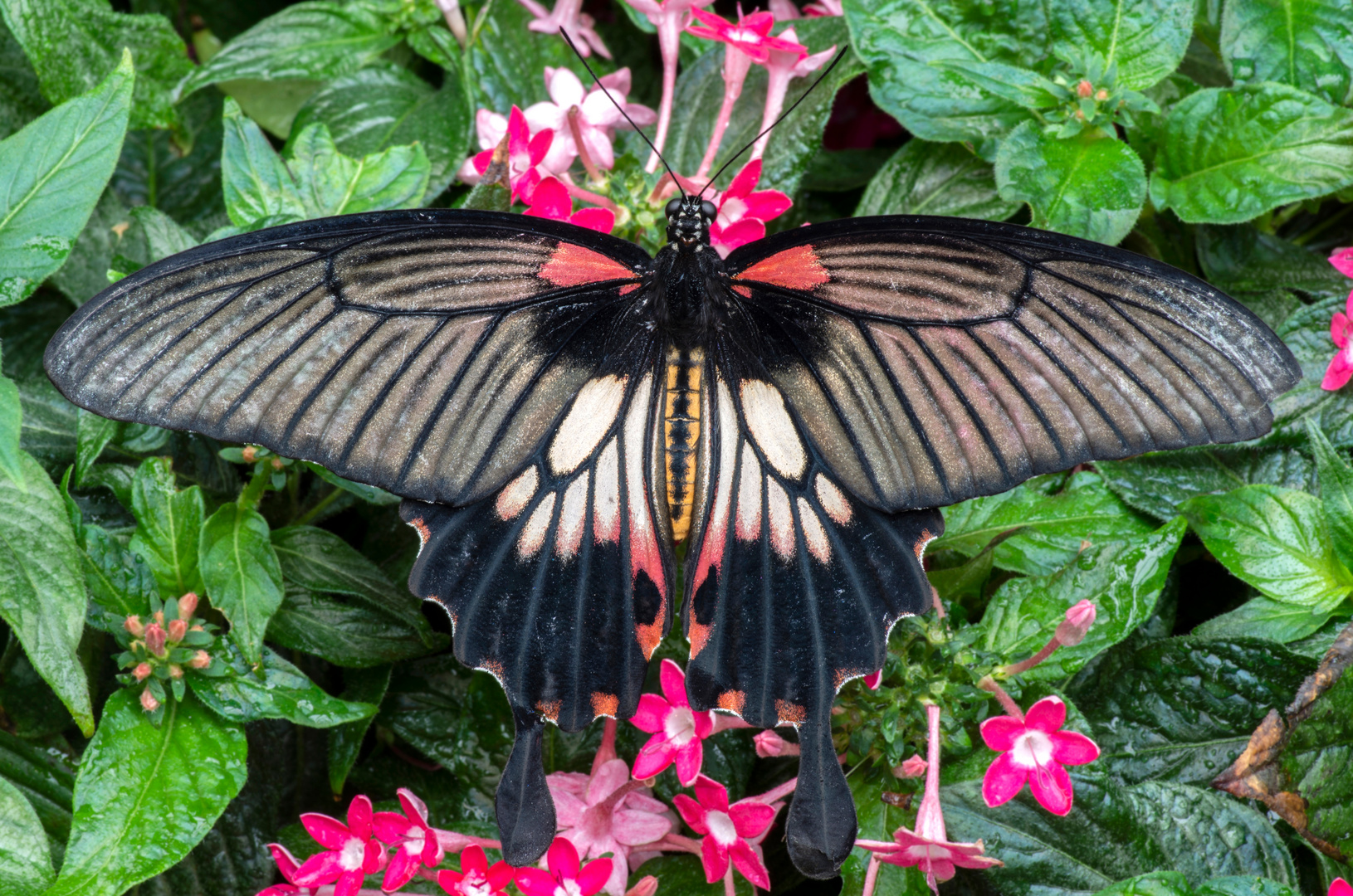 Papilio memnon Foto & Bild | makro, natur, macro Bilder auf fotocommunity