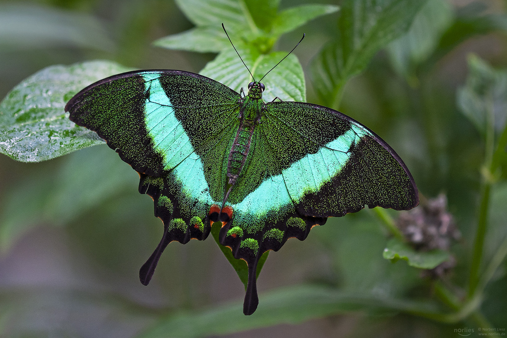 papilio palinurus Foto & Bild | nah- & makro, abstraktes, tiere Bilder ...