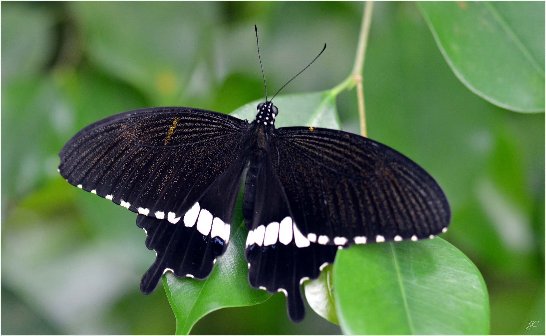 Papilio polytes romulus cyrus Foto & Bild | tiere, zoo, wildpark ...