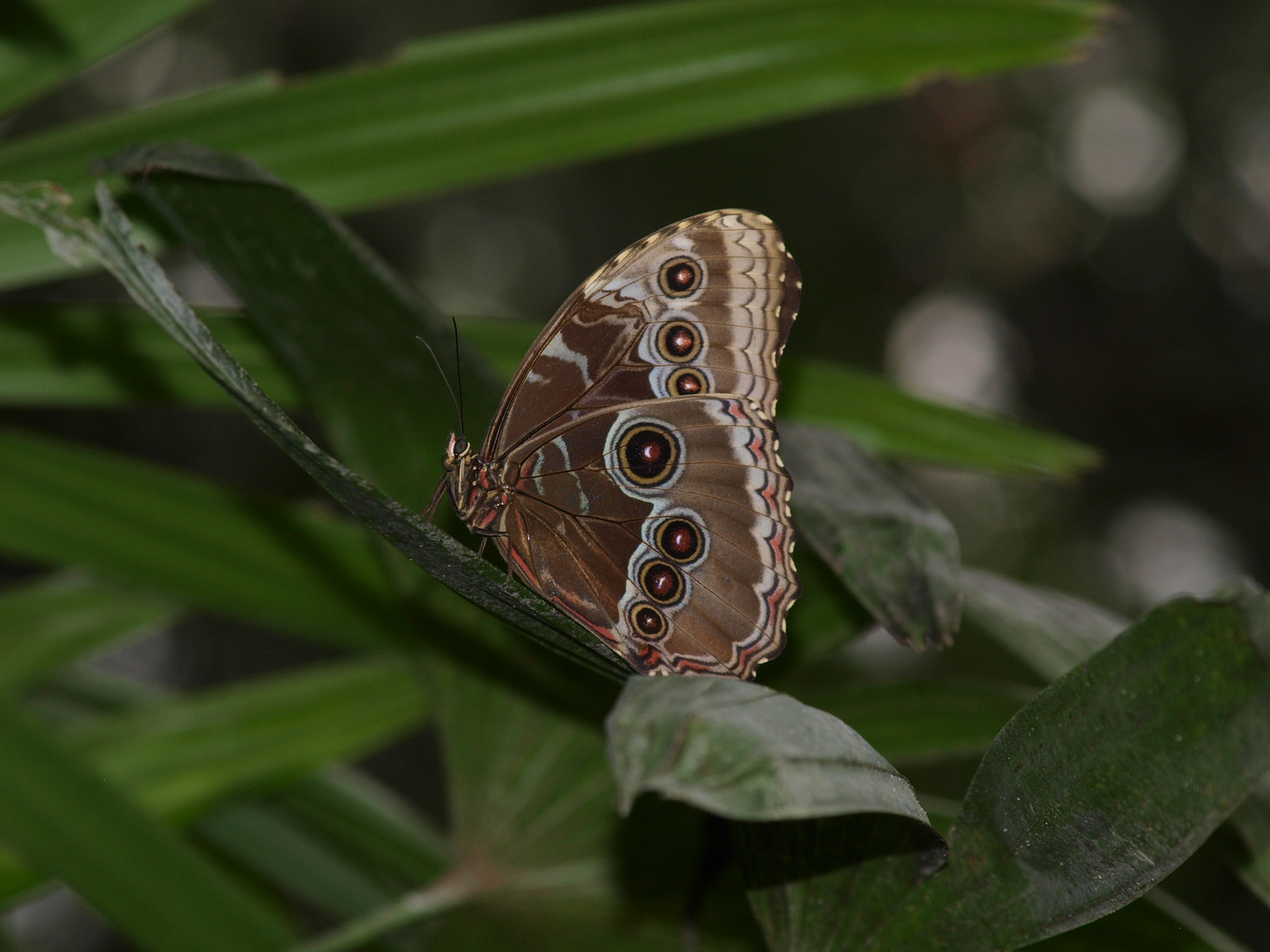 Papillion Foto & Bild | world, sommer, braun Bilder auf fotocommunity