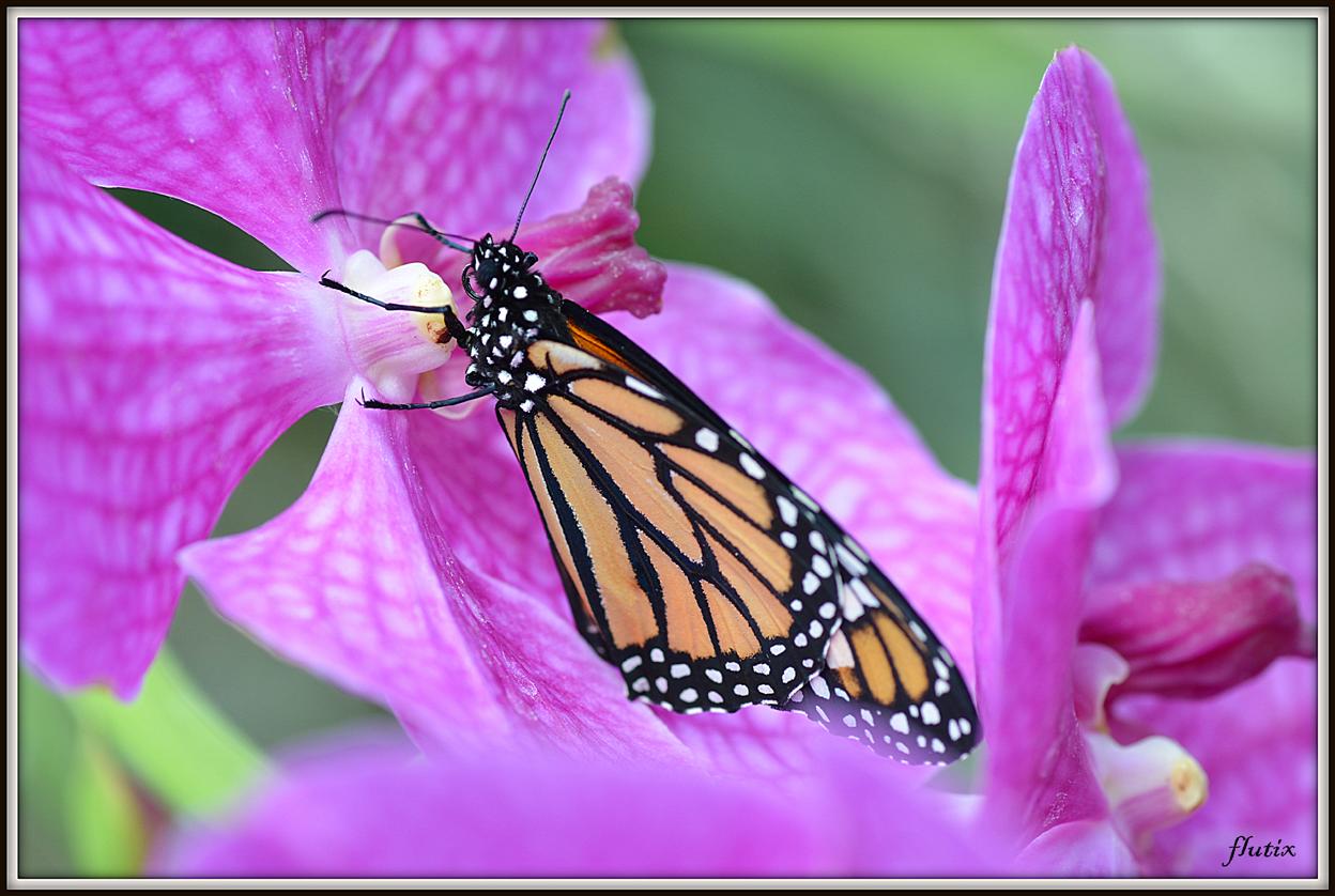 Papillon photo et image | macro nature, macro insectes, papillons ...
