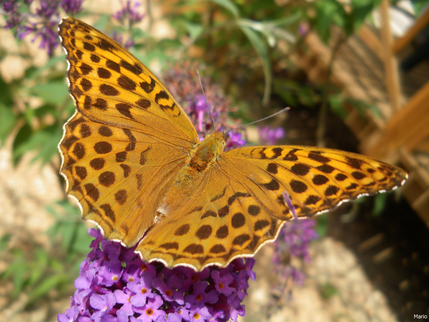 Papillon photo et image | nature, fleurs, insectes Images fotocommunity