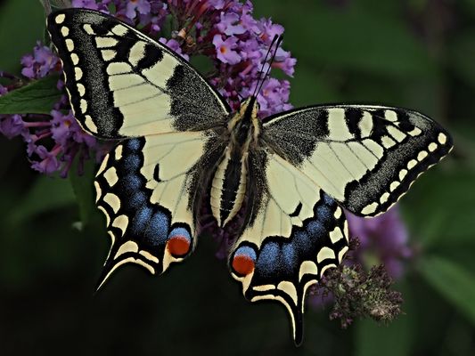 Papillons Images & Photos