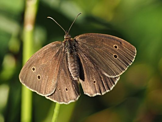 Papillons Images & Photos