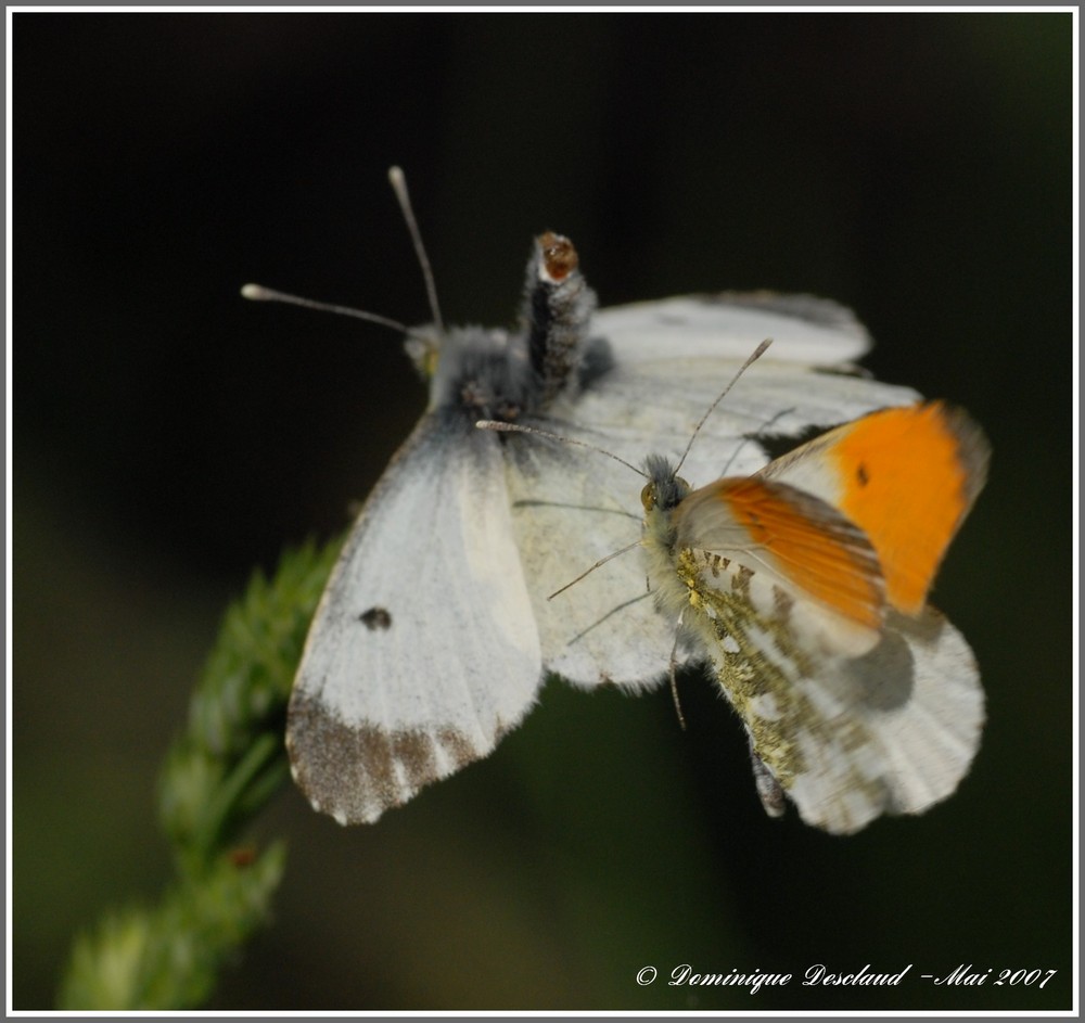 Papillon Aurore (Male et Femelle) 3/3 photo et image | animaux, nature ...