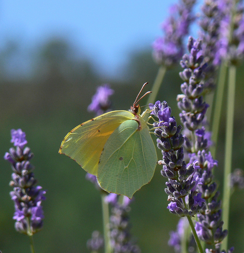 papillon citron photo et image | macro nature, macro insectes ...