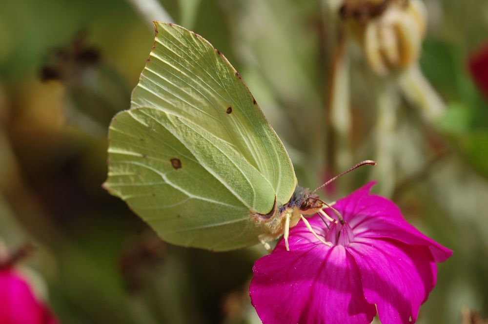 Papillon citron ! photo et image | macro nature, macro insectes ...