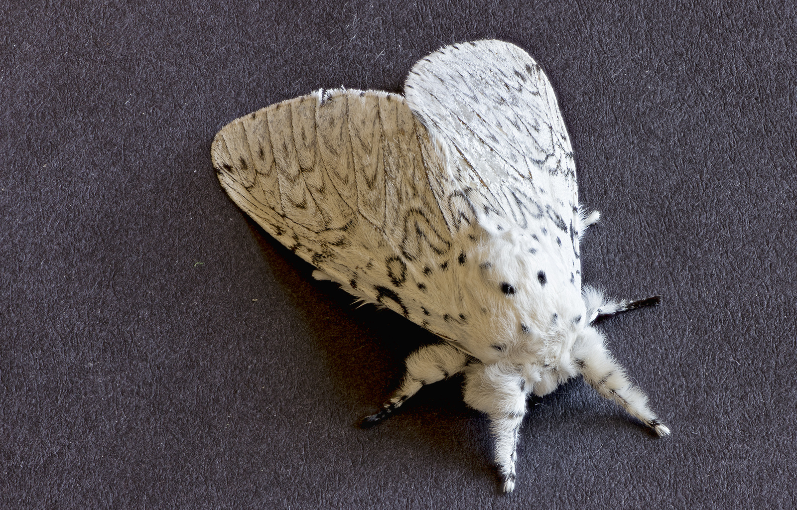 Papillon de nuit L'Hermine photo et image | macro nature, macro divers ... Papillon de nuit L'Hermine photo et image | macro nature, macro divers ...
