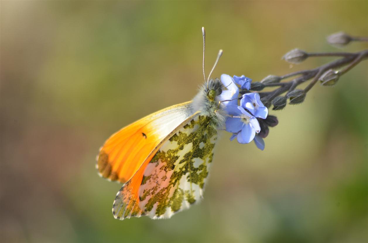 papillon photo et image | macro nature, macro insectes, papillons ...