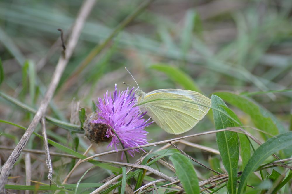 Papillon jaune photo et image | nature, animaux, le 17 septembre 2019 ...