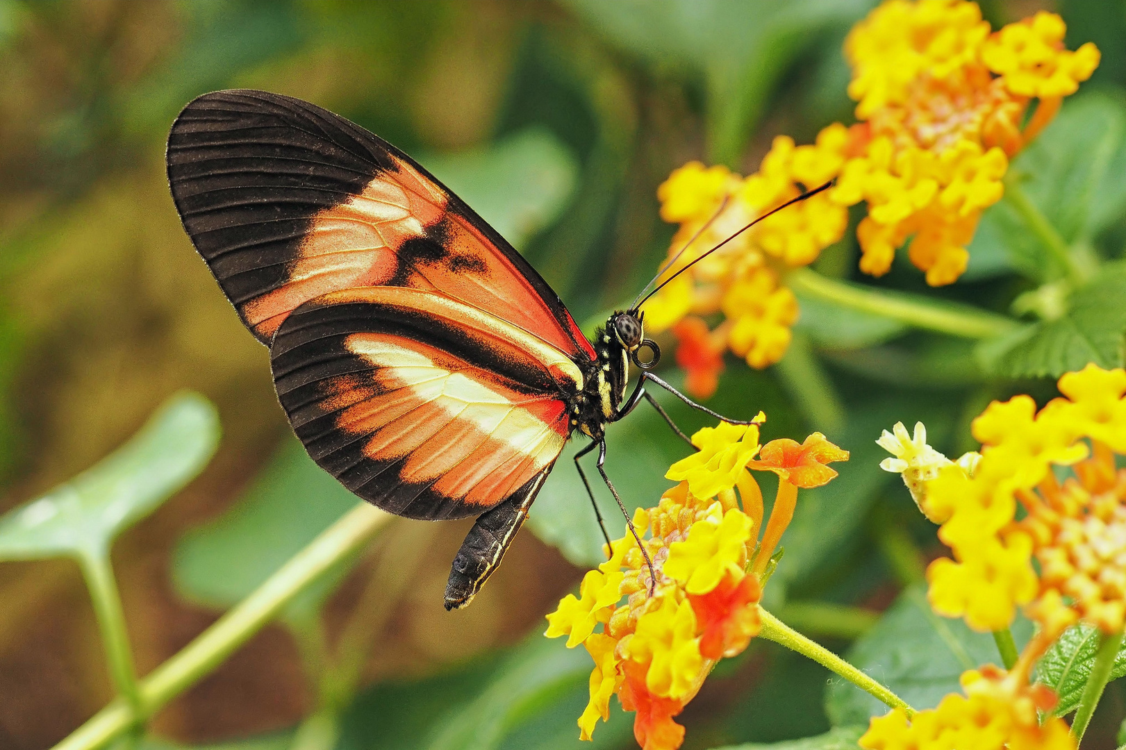 papillon macro nature photo et image | concours libre, jury-voting ...