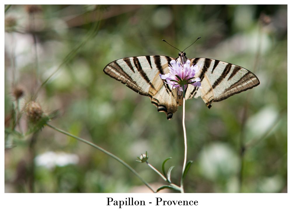 Papillon - Provence photo et image | macro nature, macro insectes ...