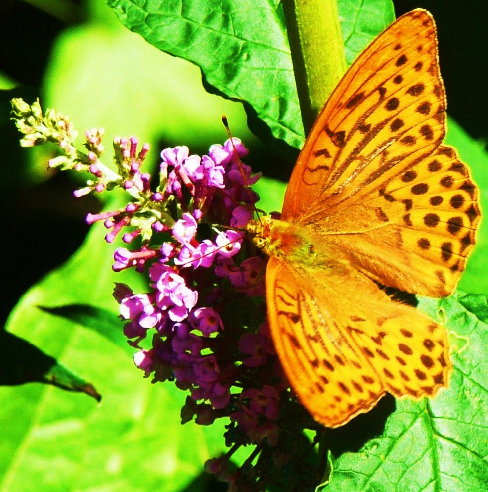 Papillon sur une fleur photo et image | macro nature, macro divers ...