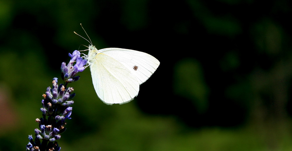 papillons de France photo et image | macro nature, macro insectes ...