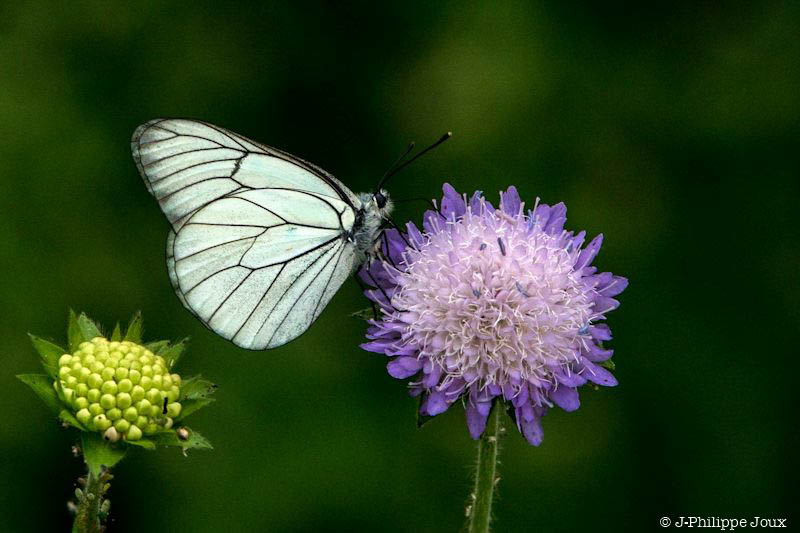 Papillons - Le gazé photo et image | macro nature, macro insectes ...
