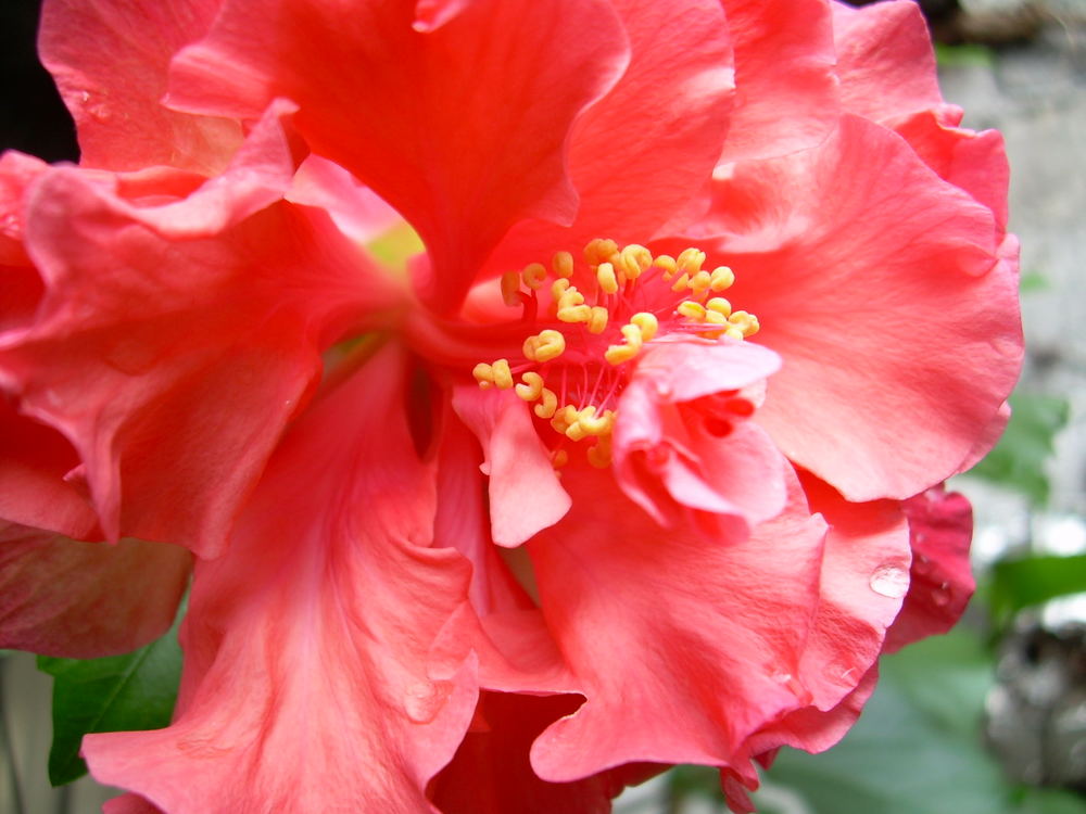 Papo, Clasica Flor Panameña Imagen & Foto | frutos y semillas, plantas ...