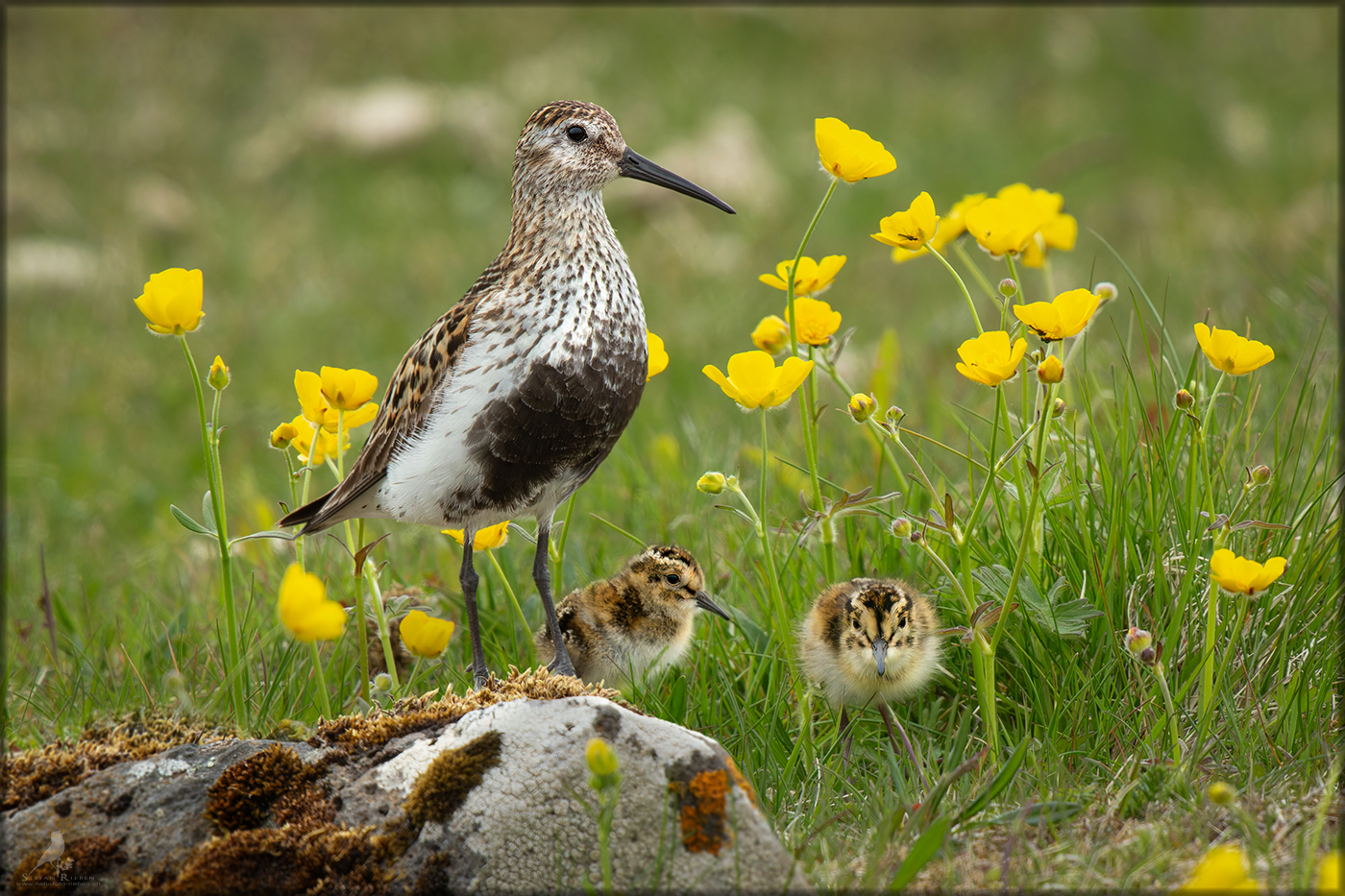 Pappa passt auf Foto & Bild | tiere, wildlife, wild lebende vögel ...
