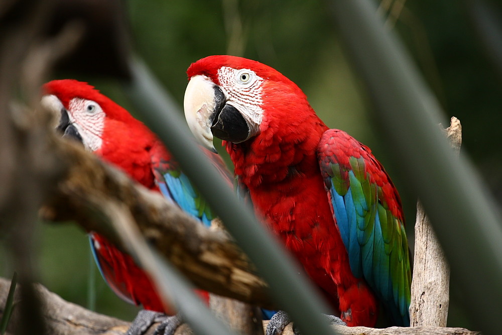 Pappagalli rossi Foto % Immagini| animali, zoo e allevamenti, animali ...