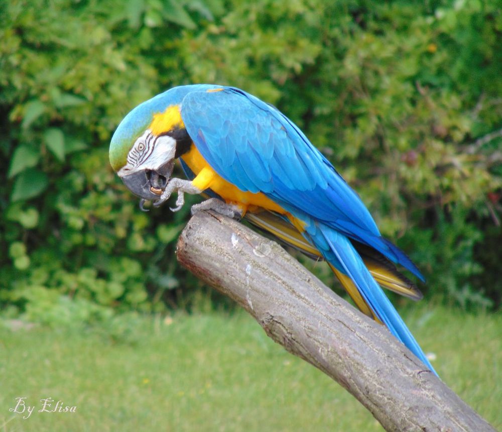 Pappagallo Foto % Immagini| animali, animali allo stato libero, animali ...