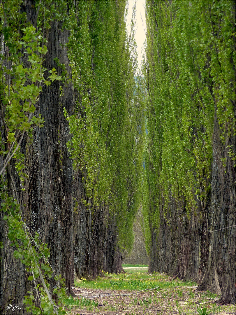 Pappelallee Foto & Bild | schwäbische alb, natur, landschaft Bilder auf ...