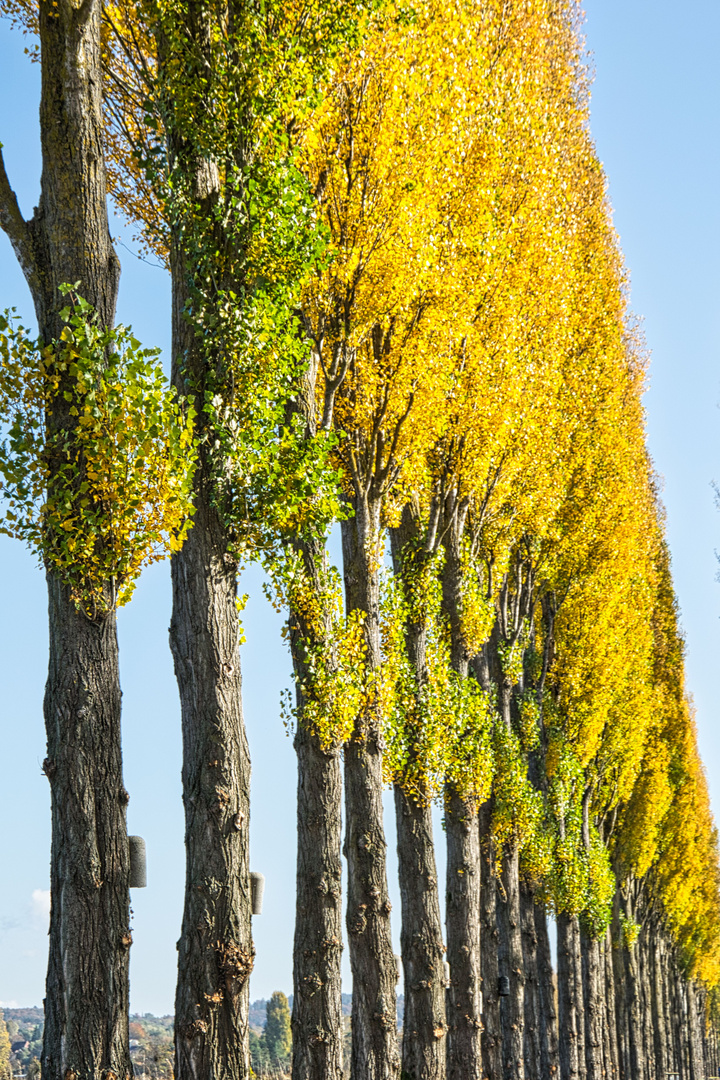 Pappelallee Foto & Bild | pflanzen, pilze & flechten, bäume, laubbäume ...