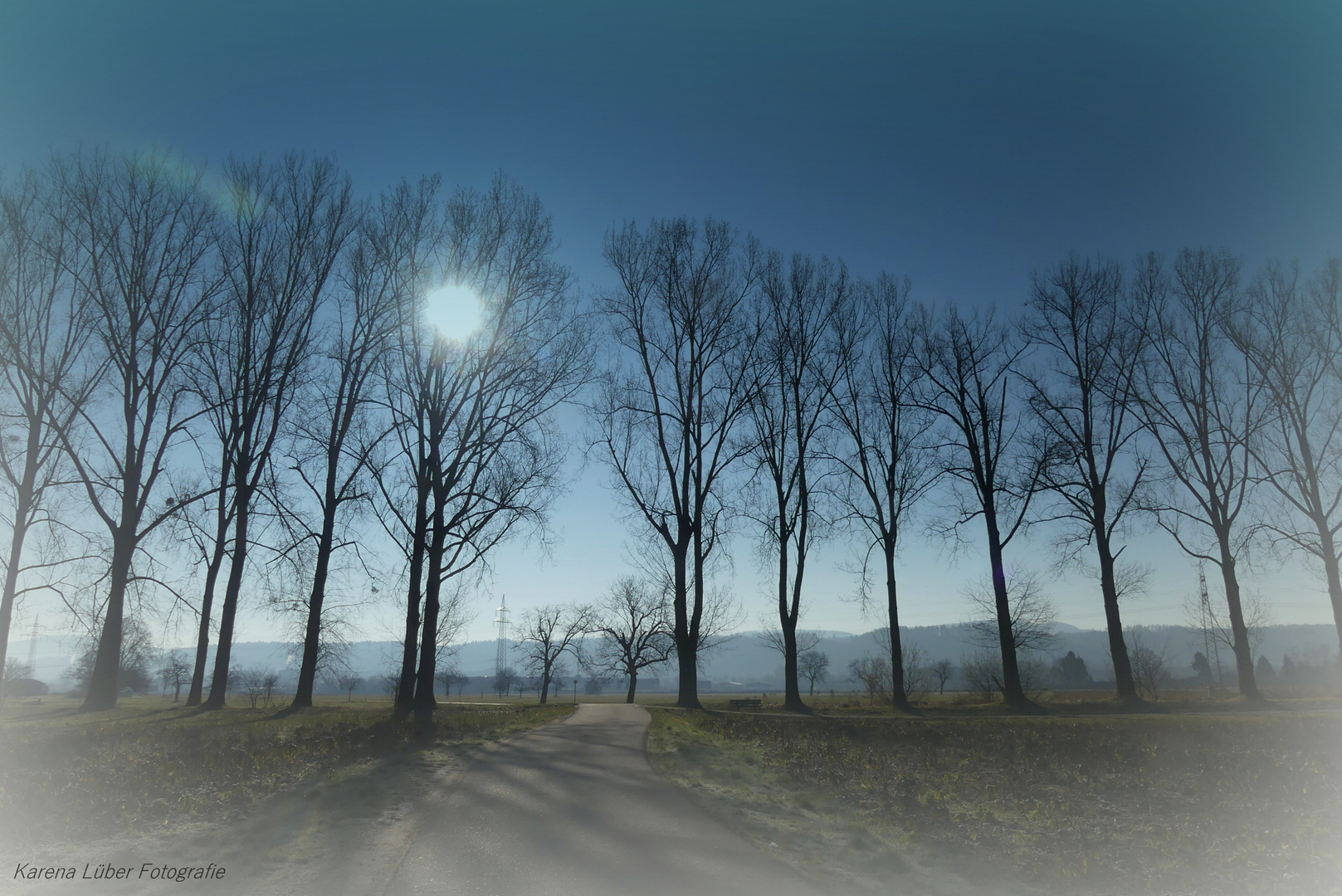 Pappelallee Foto & Bild | fotos, bäume, natur Bilder auf fotocommunity